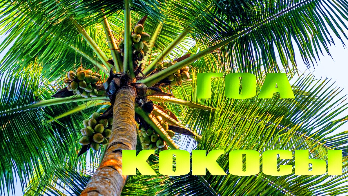 Засохшие Кокосы Падают на Землю. ГОА, Индия. Индиец Залез на Пальму (GOA, India)