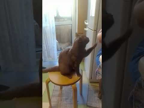 Квентин - Bri o. Мама, не надо мяска, погладь просто!