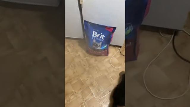 Овчарка Локки радуется открытому окну.