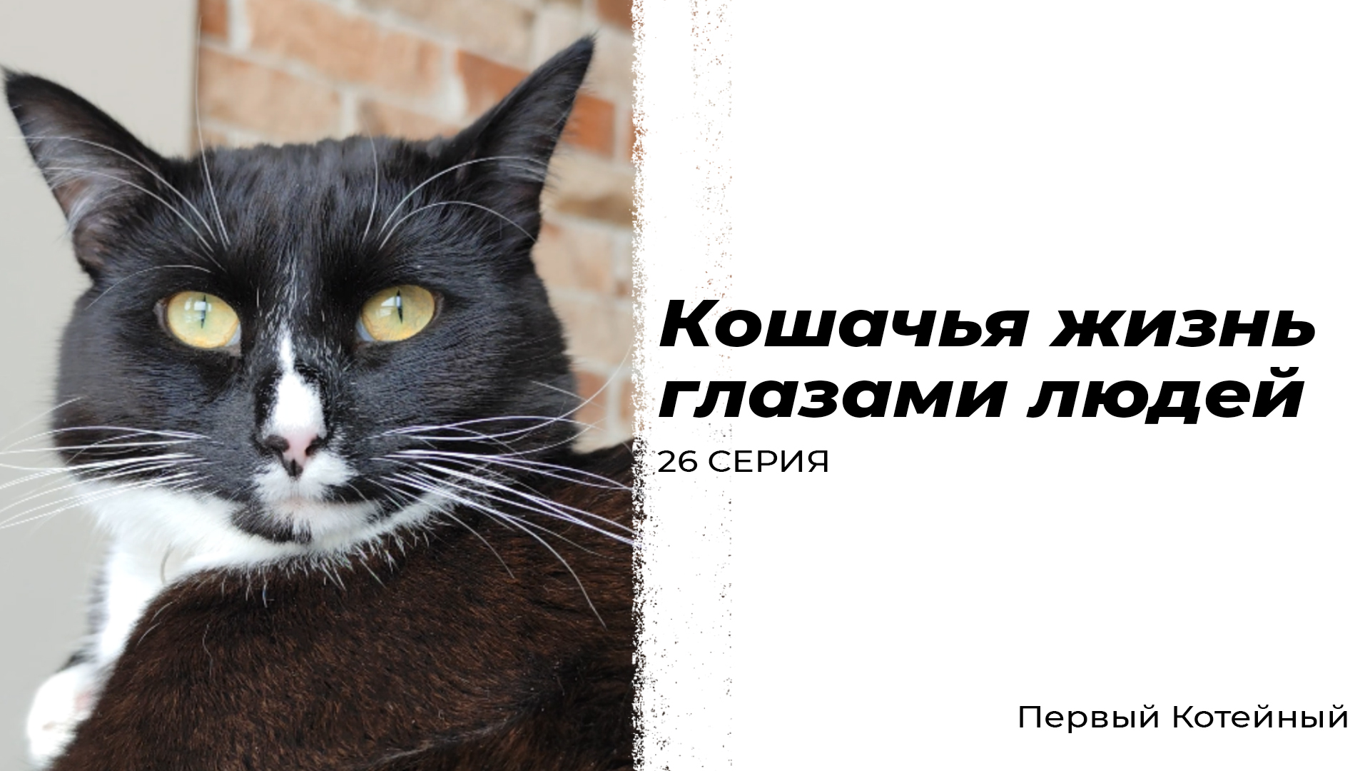 Кошачья жизнь глазами людей — 26 СЕРИЯ