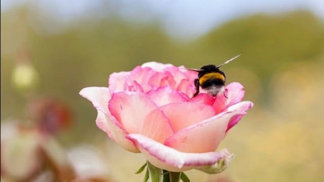 Союз шмеля и розы