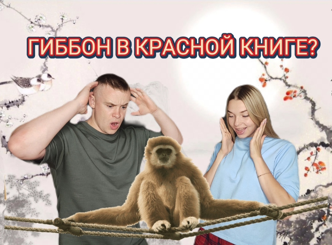 Гиббоны на грани исчезновения