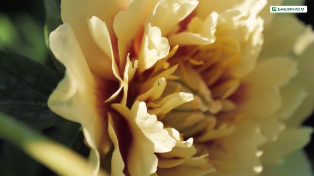 «Биополимик» – витамины для растений