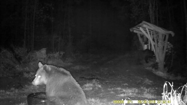 Медведи на кормушке, запечатлённые фото ловушкой. Часть № 28