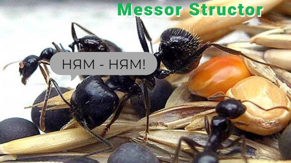 Содержание муравьёв  - жнецов дома (Messor Structor)