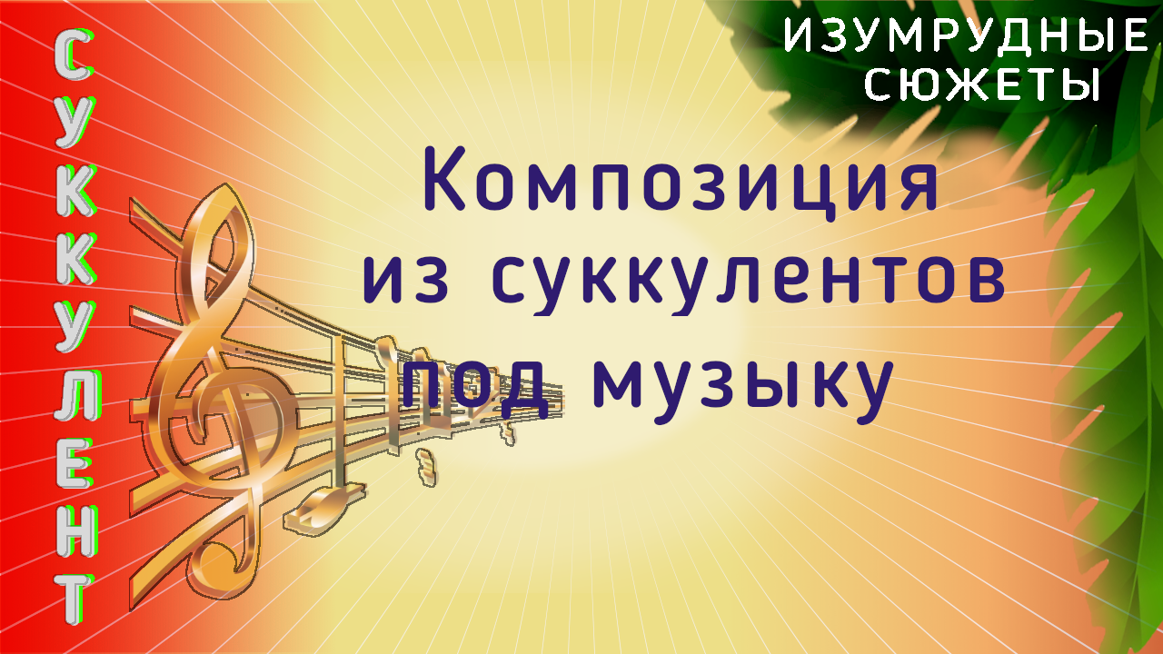 Суккуленты В Композиции Под Музыку.