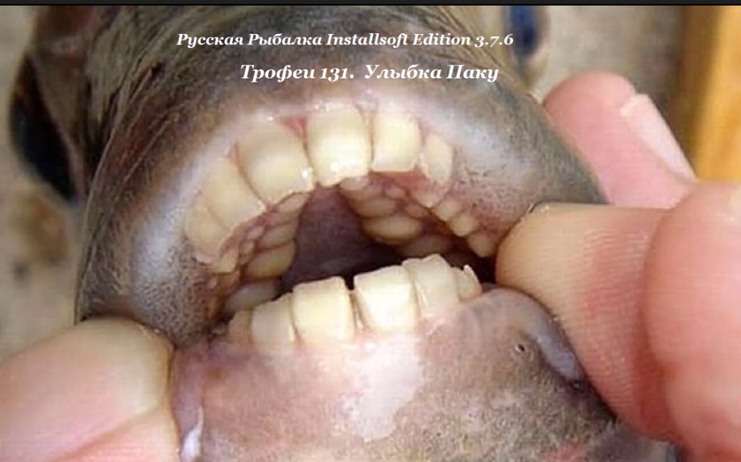352.Трофеи 131. Улыбка Паку.mp4