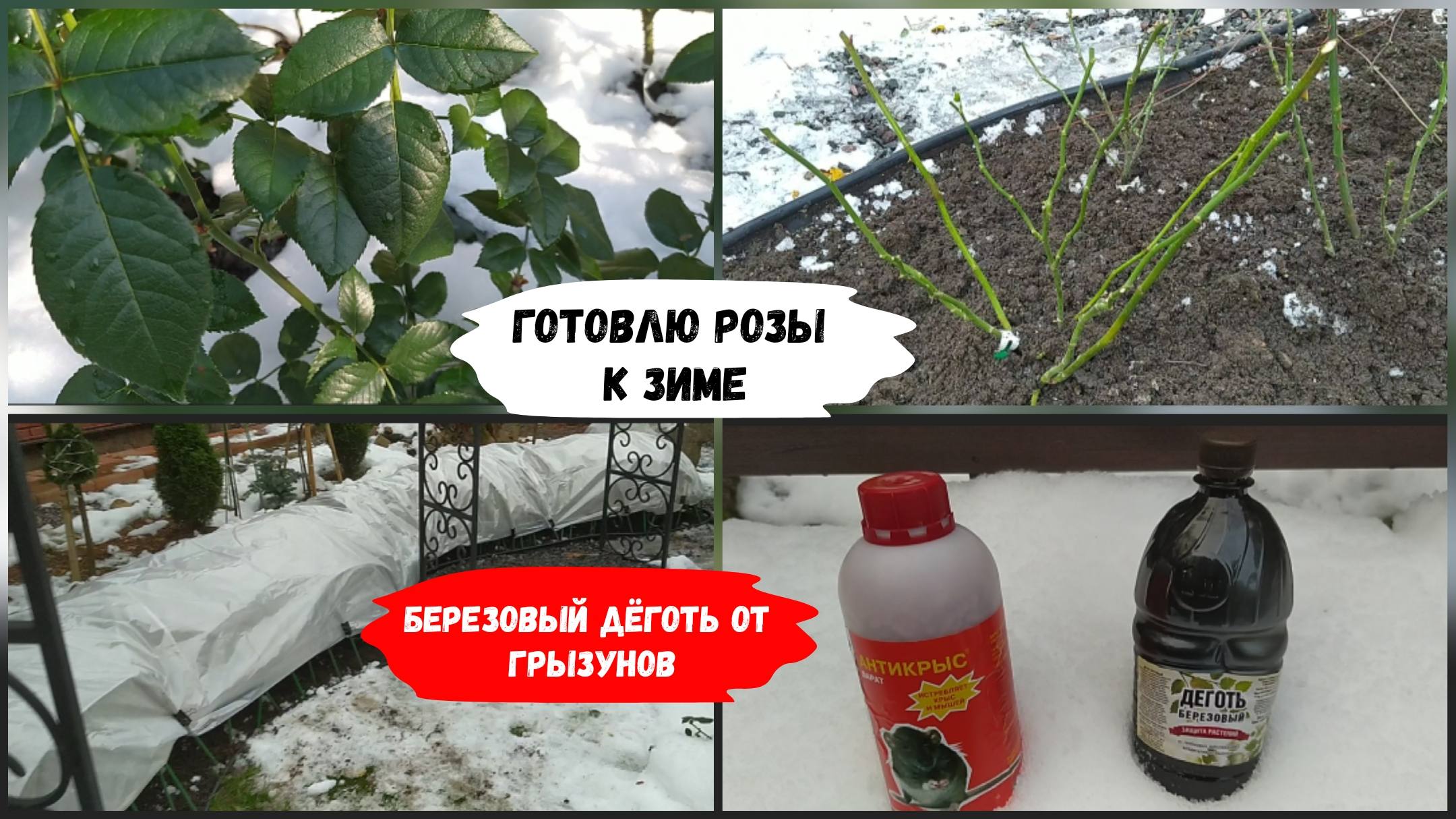 Готовлю розы к зиме.