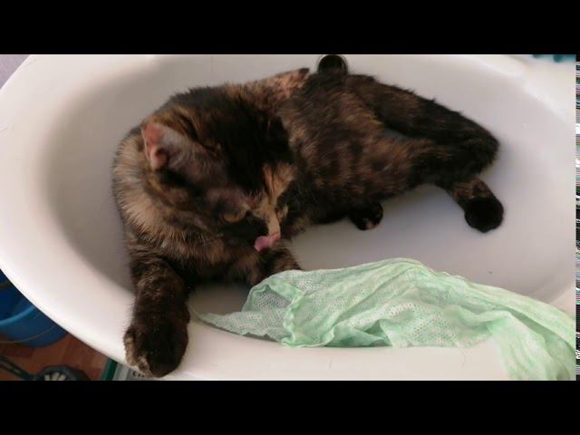 В полной версии видео. В короткой версии в Tik Tok mura96