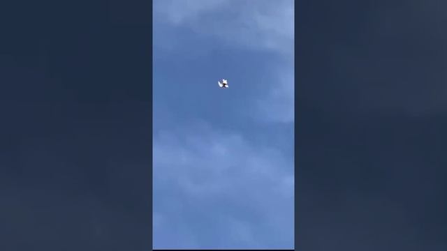 Что этот голубь себе позволяет?