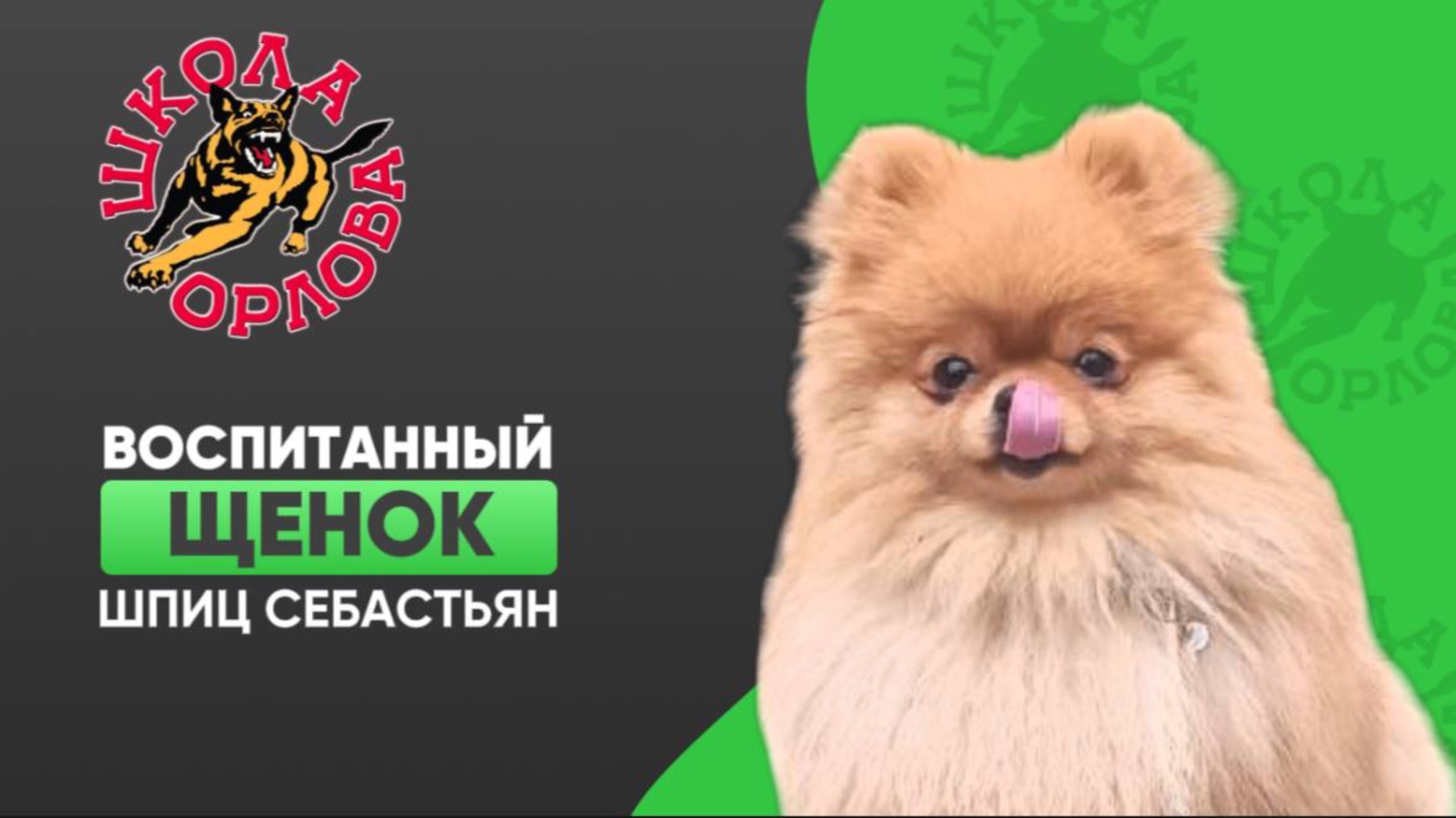 Можно ли воспитать щенка померанского шпица? Вся правда от хозяйки в описании  Ответ в видео