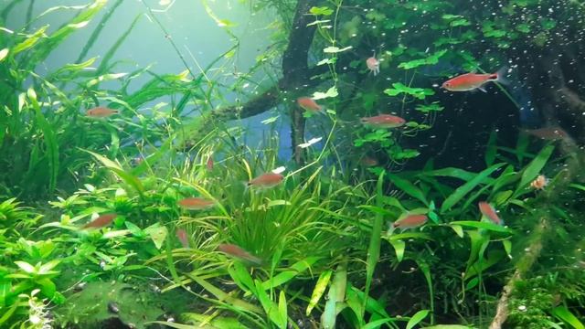 Axelrodia riesei.mp4