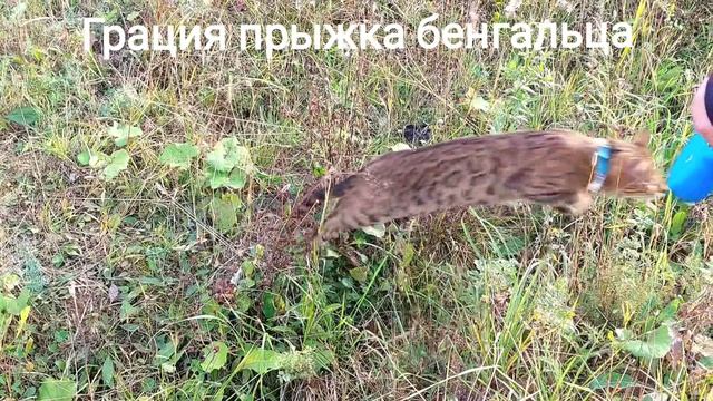 прыжок бенгальца