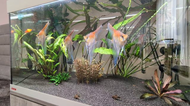 Аквариум 08.06.24