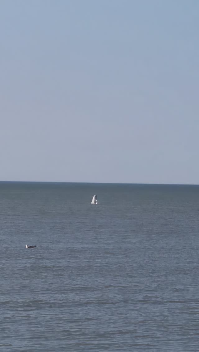 Белуха выпрыгивает из воды. Белое море.