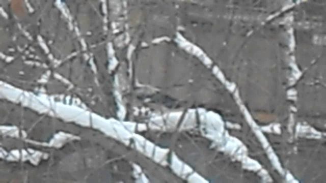 Ворона что-то ищет в снегу 35464564 DSCN5087