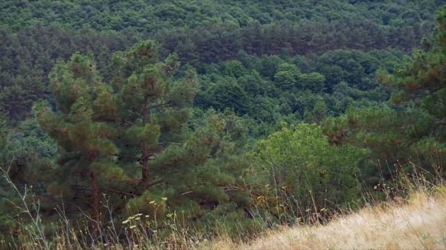 нашид Аиша.