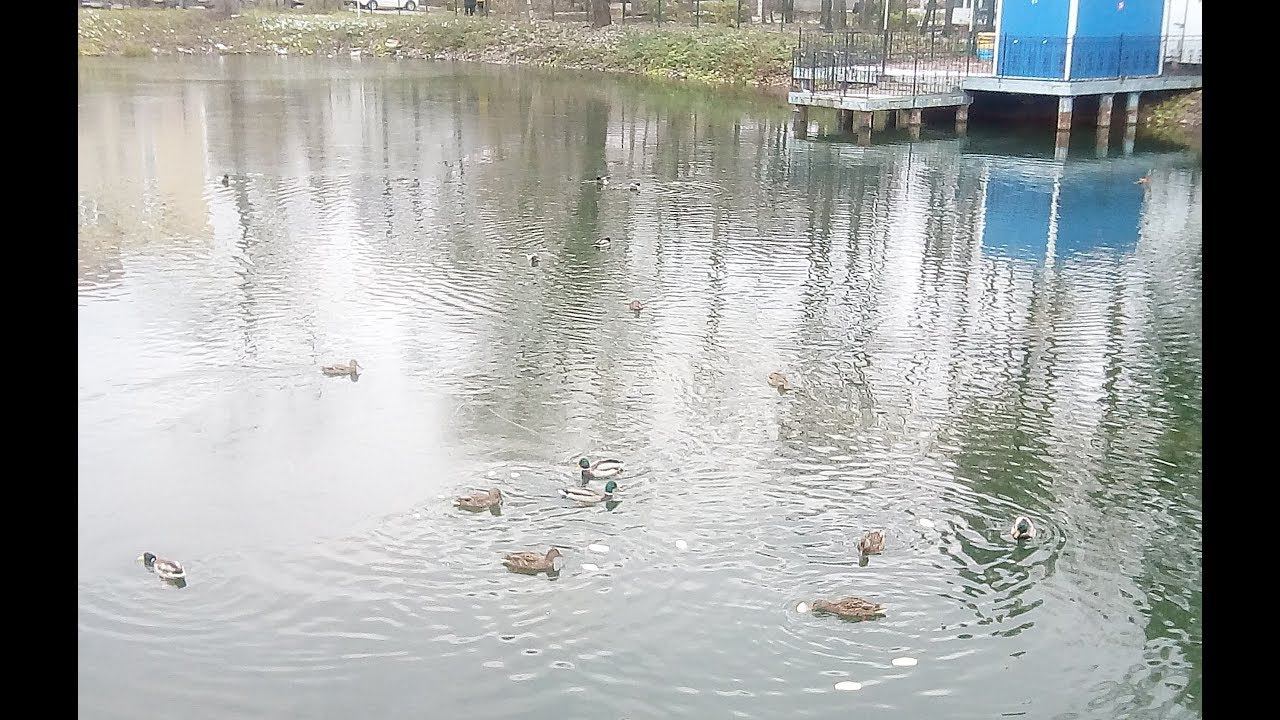 Арзамас. Дикие утки на пруду в парке