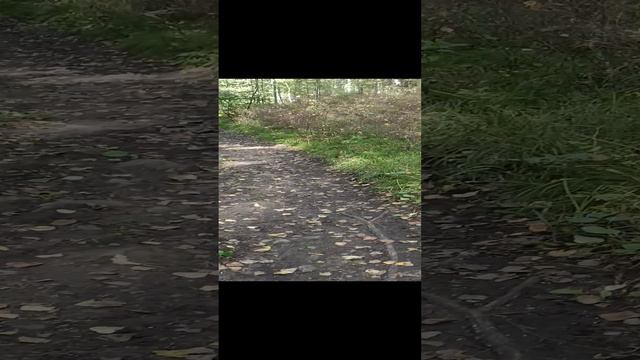 В лесу _20240823_122530