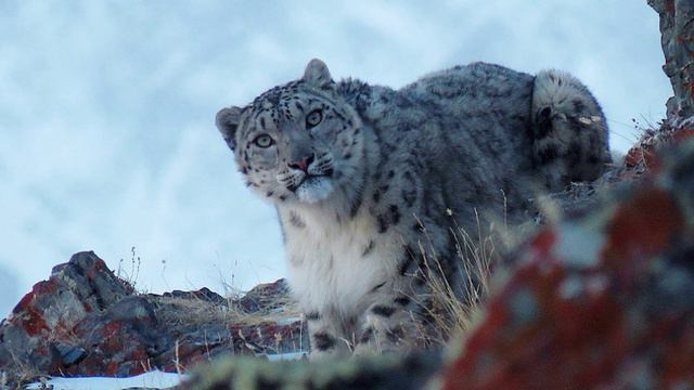 Снежный барс