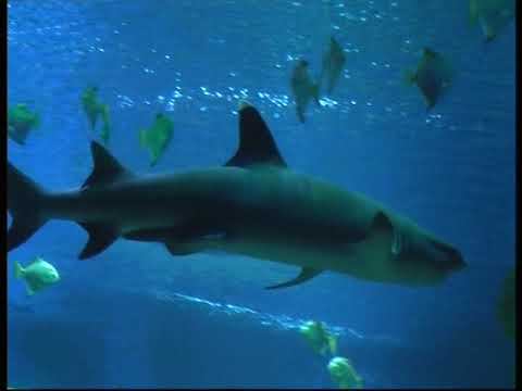 Океанариум. 30.01.2015 (ч.4)