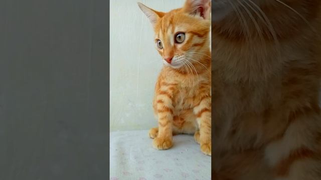 вай вай рыжик .mp4