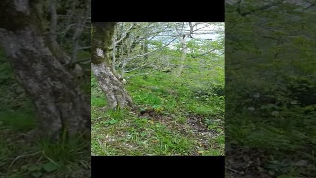 #Тисо-Самшитовая Роща #Сочи