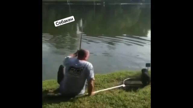 СОБАКИ - ГУЛЯКИ :))