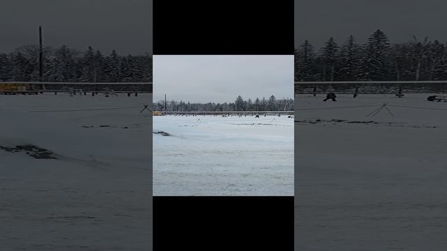 ЛИСА ПРИШЛА ПОСЛЕДНИЕ ВИДЕО БРАТА #вахта #север