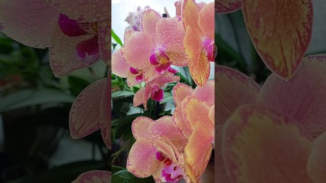 Пират Пикоти🌸Два цветоноса в полном роспуске😍 #орхидеи #фаленопсис #цветы #растения #shorts