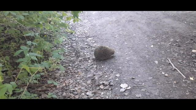 ёжик, вторая встреча 2021