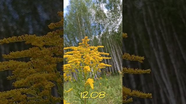 ПРИРОДА ОЖИЛА