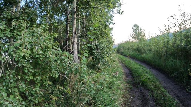 Встречаем рассвет, свистим рябчика.
