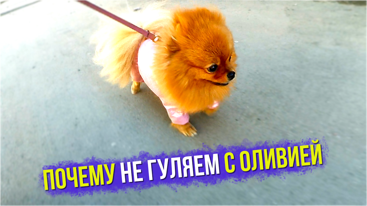 Почему не выгуливаем шпица Оливию. Тестируем дождевик для собаки. Как снимаем видео