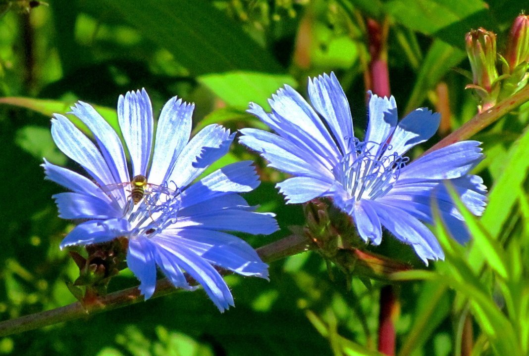 Цикорий РЕЛАКС АРТ-ТЕРАПИЯ ИМПРОВИЗАЦИЯ композитор Виктор Анохин #piano #instrumentalmusic #цветы