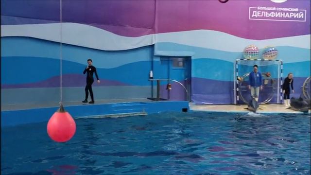 2024 февраль Сочи Исцеляющие звуки, голоса дельфинов, 528 Гц Частота Любви  Релакс