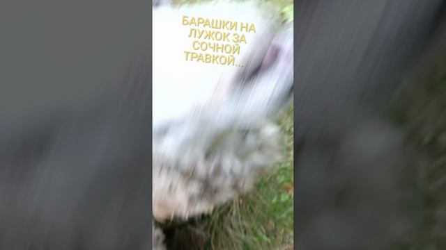 все бегом за подножный корм