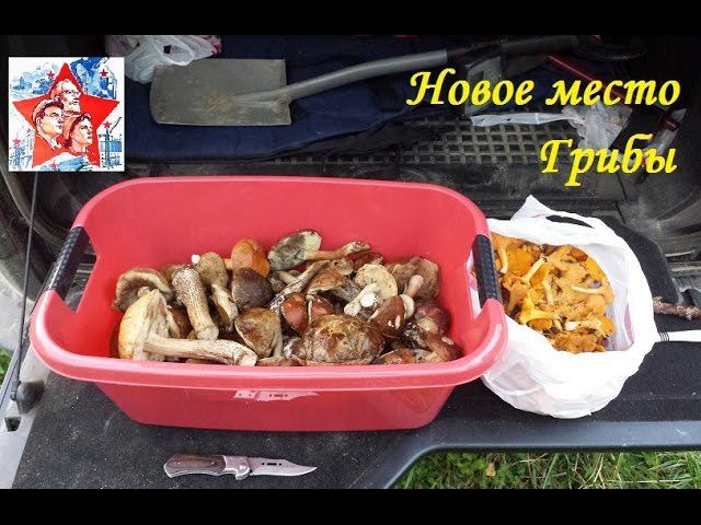 Грибы. Новое место. 16.09.2015. Тихая охота. Грибалка. Архив 2015.