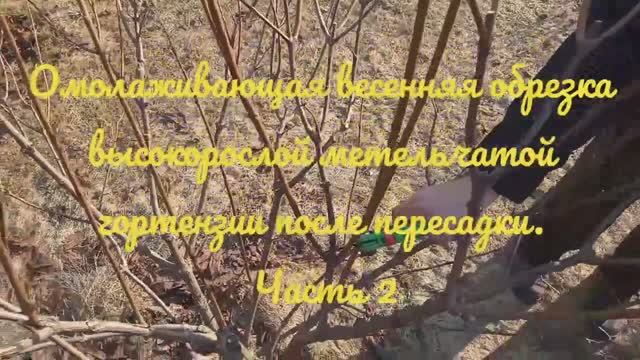 Омолаживающая весенняя обрезка метельчатой гортензии