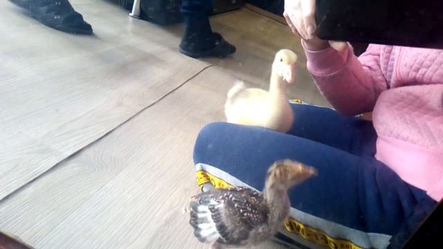 дружба человека и гуся.❤️❤️ (720p).mp4