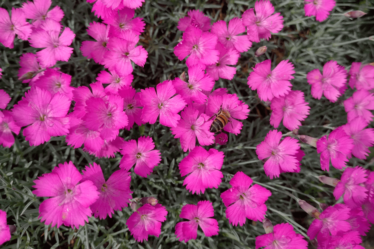 Гвоздика альпийская (Dianthus alpinus)