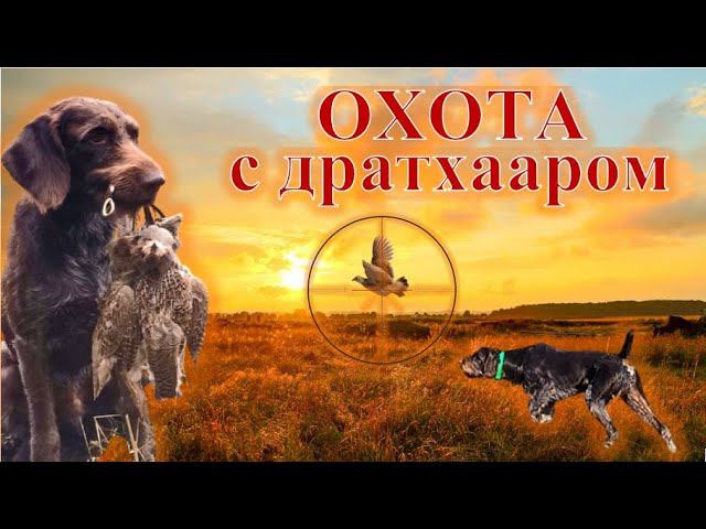 Охота с дратхааром / Hunting with a deutsch drahthaar