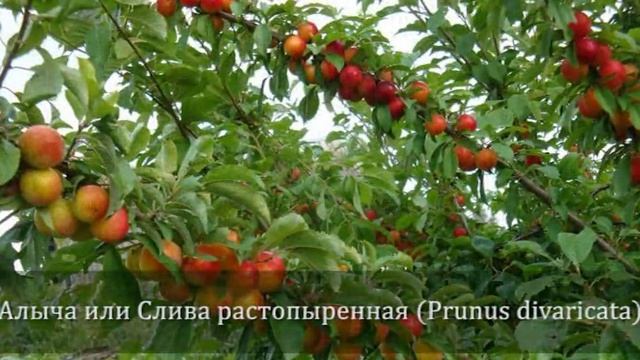 Ботанический сад БГИТУ