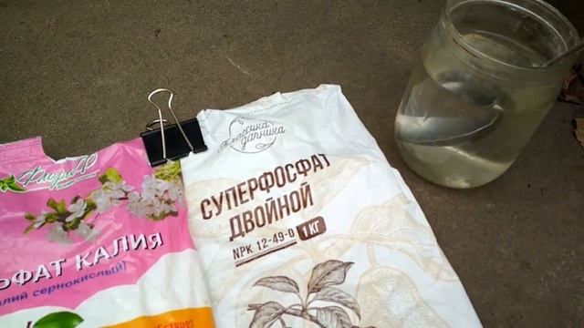 Подкормка гортензии