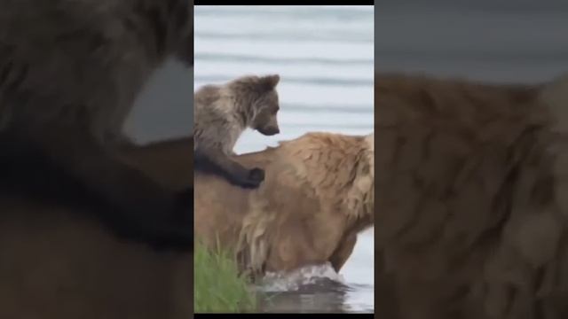 Смешные животные | Променад перед завтраком:))#shorts