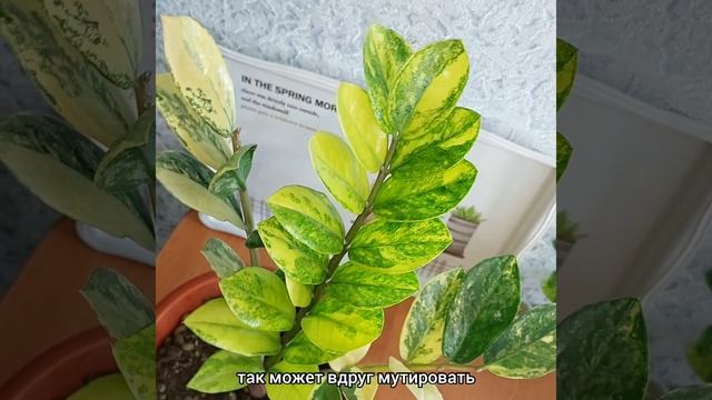 Конечно, жив!? #ЗАМИОКУЛЬКАС вариегатный из #ЛЕРУАМЕРЛЕН ? #цветы #растения #суккуленты #shorts