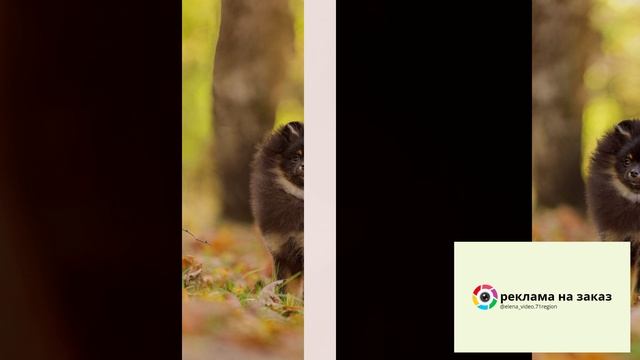 щенок на продажу.mp4