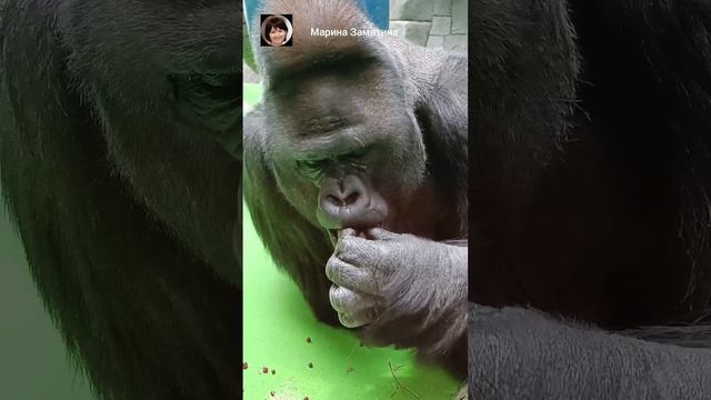 Западная равнинная горилла самец Визури.