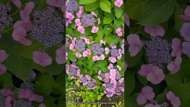 Авторские сады Елены Бойко: необычная гортензия