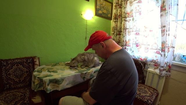 Вилька ест ужин на столе. #кот #кошки #котик